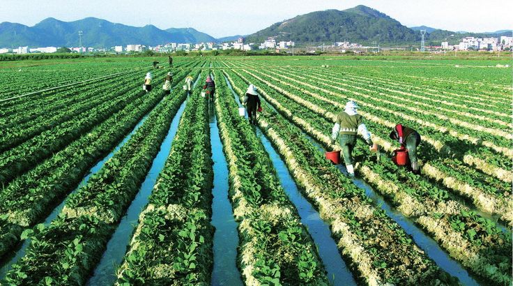 Crop Nutrition – Cultree India