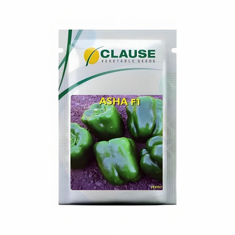 Hm Clause Asha F1 Hybrid Capsicum Seed – Cultree India