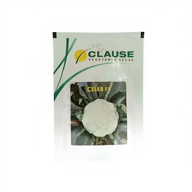 Hm Clause Celeb F1 Hybrid Cauliflower Seed – Cultree India