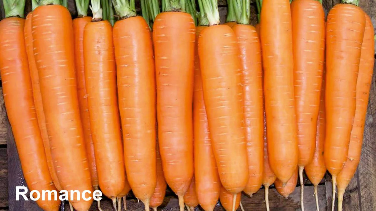 BASF nunhems Romance F1 Hybrid Carrot Seeds – Cultree India