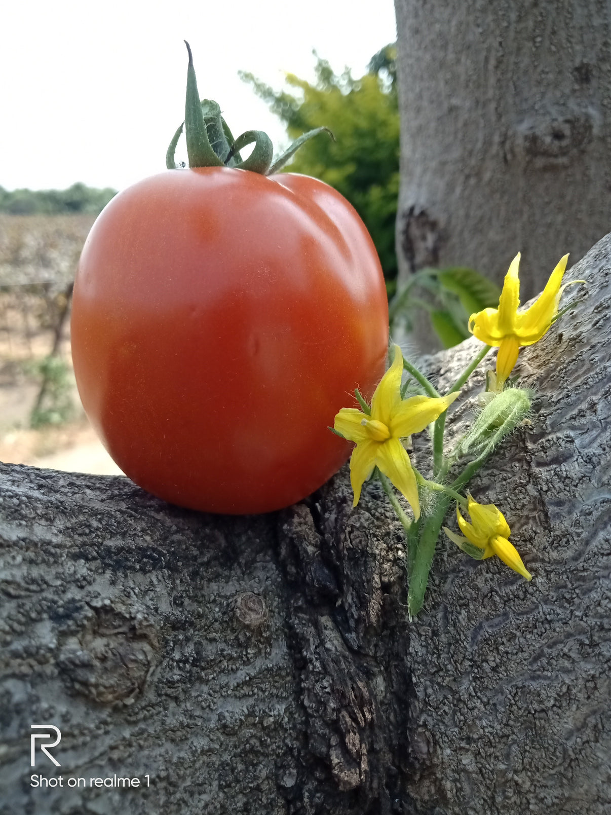 Hm Clause Yogi-35 F1 Hybrid Tomato Seed – Cultree India